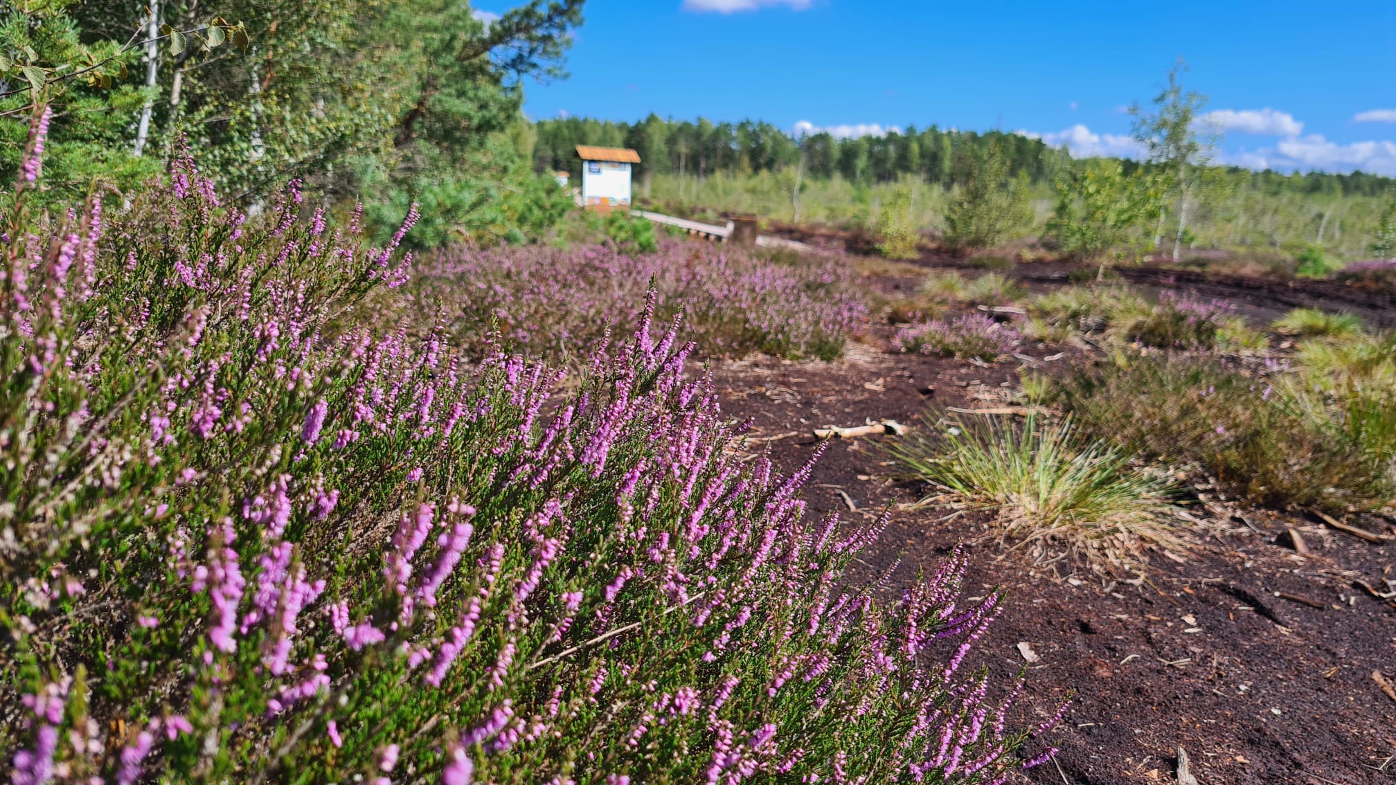 Medema purvs un mežs | Mārupe